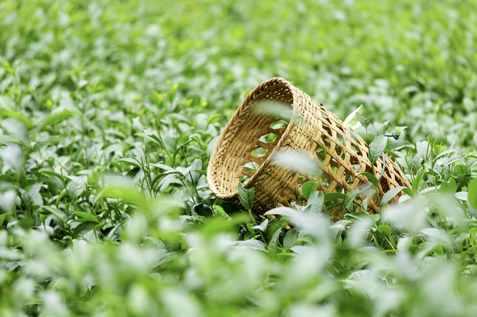 Efsane Mevlana Seylan Çayı (Ceylon tea) - Mevlana Çay